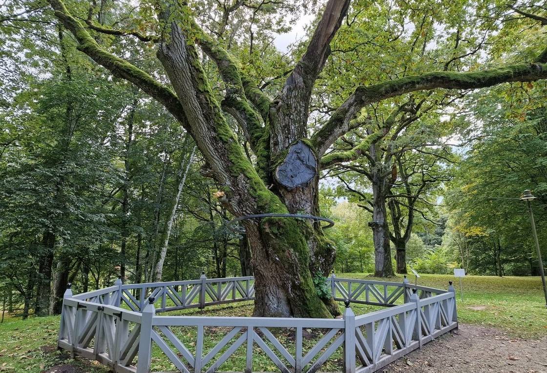 Perkūno ąžuolas